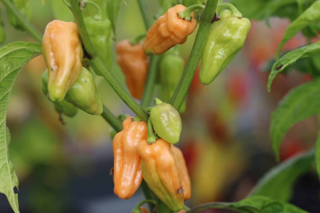 Peach Lisa chilifrön - Köp Capsicum chinense | TummelstaChili