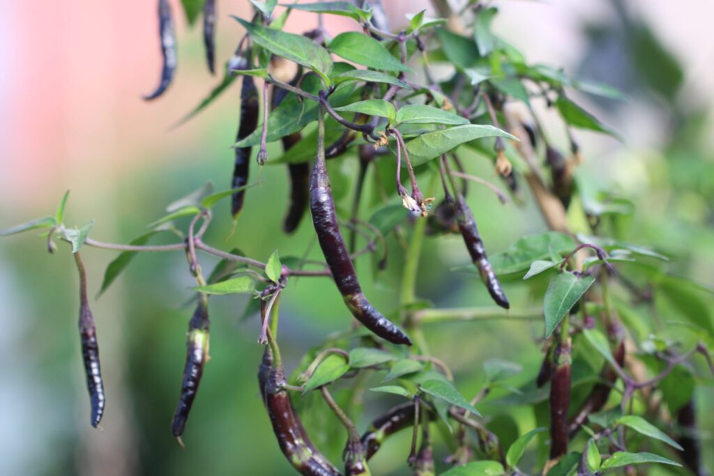 Naga Jolokia Purple chilifrön - Köp Capsicum annuum | TummelstaChili