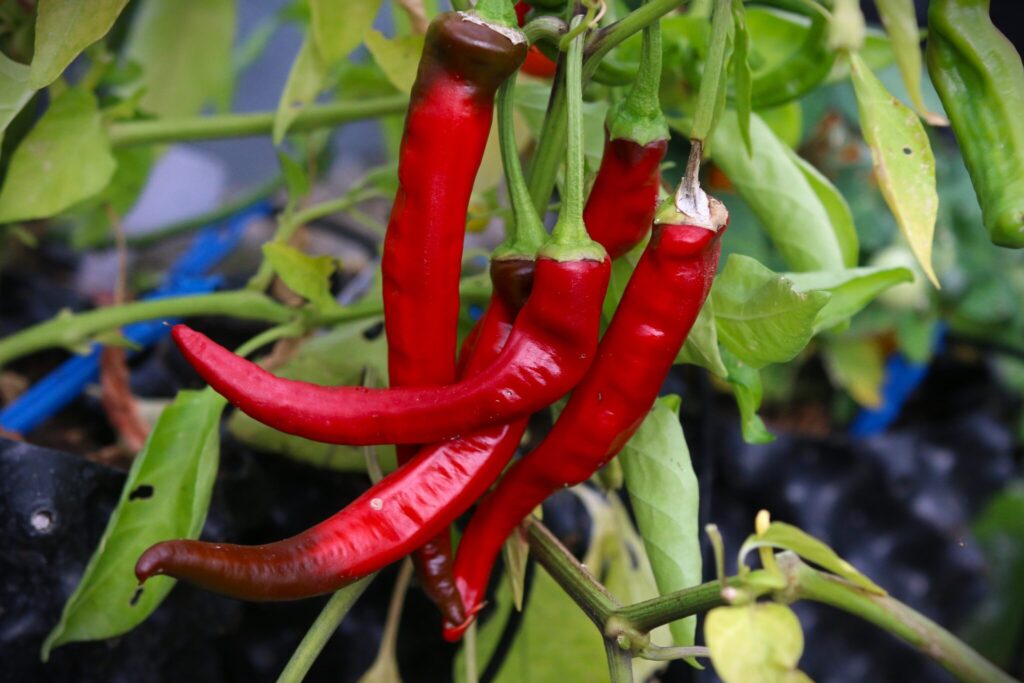 Aji Cacho de Cabra chilifrön - Köp Capsicum annuum | TummelstaChili
