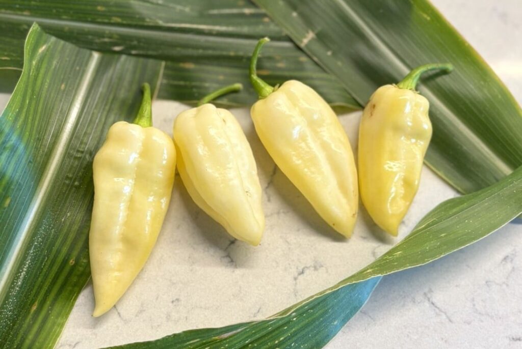 Fatalii White chilifrön - Köp Capsicum chinense | TummelstaChili